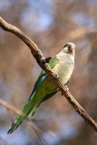 Everything you wanted to know About Quaker parrot Colors - Parrot World