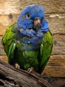 All Pionus species - Parrot World