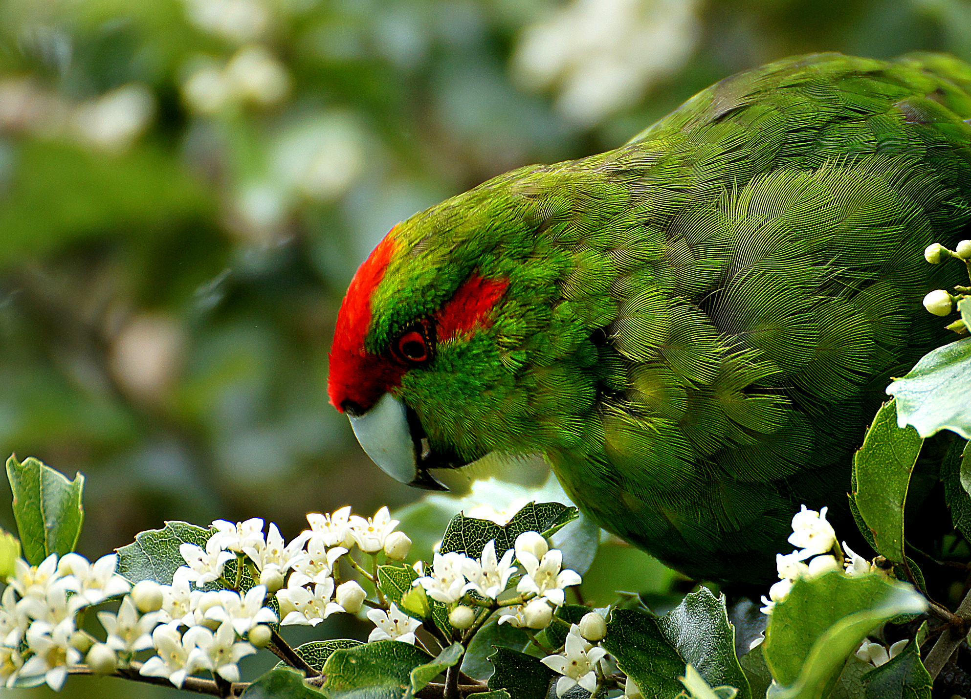 Kakariki parakeet - All about - Parrot World