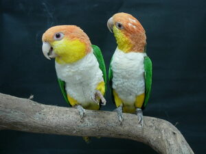 How to breed Caique Parrot - Parrot World
