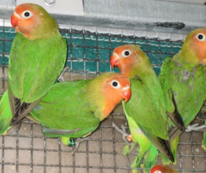 Lovebird Colors and Mutations - Parrot World