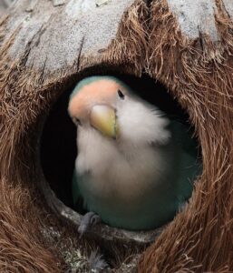 Lovebird Colors and Mutations - Parrot World