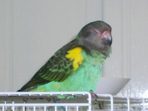 Meyers Parrot - All About - Parrot World