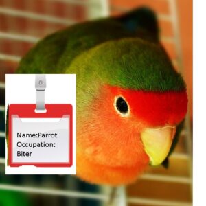 Naming Your Parrot: A Simple Guide to Awesome Parrot Names! - Parrot World